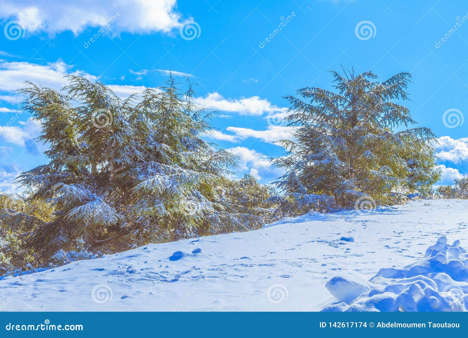 Chrea stock photo. Image of abies, natural, blue, mountain - 142617174