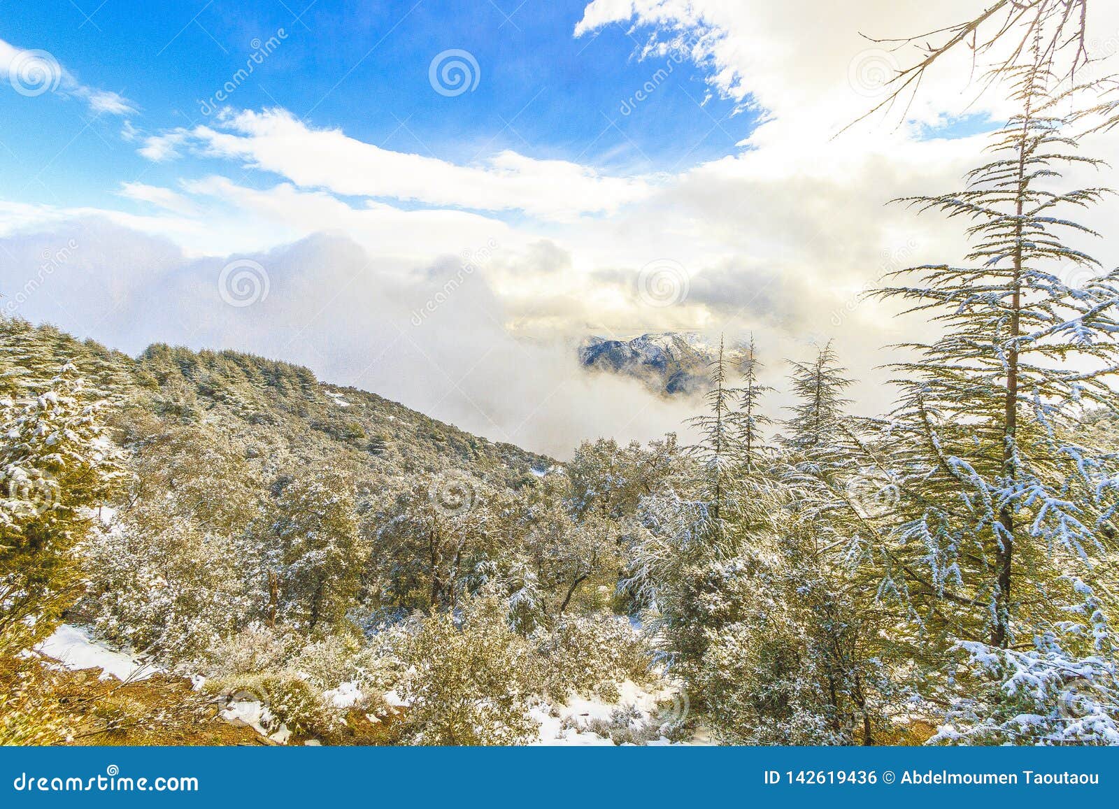 Chrea stock photo. Image of natural, protection, oats - 142619436