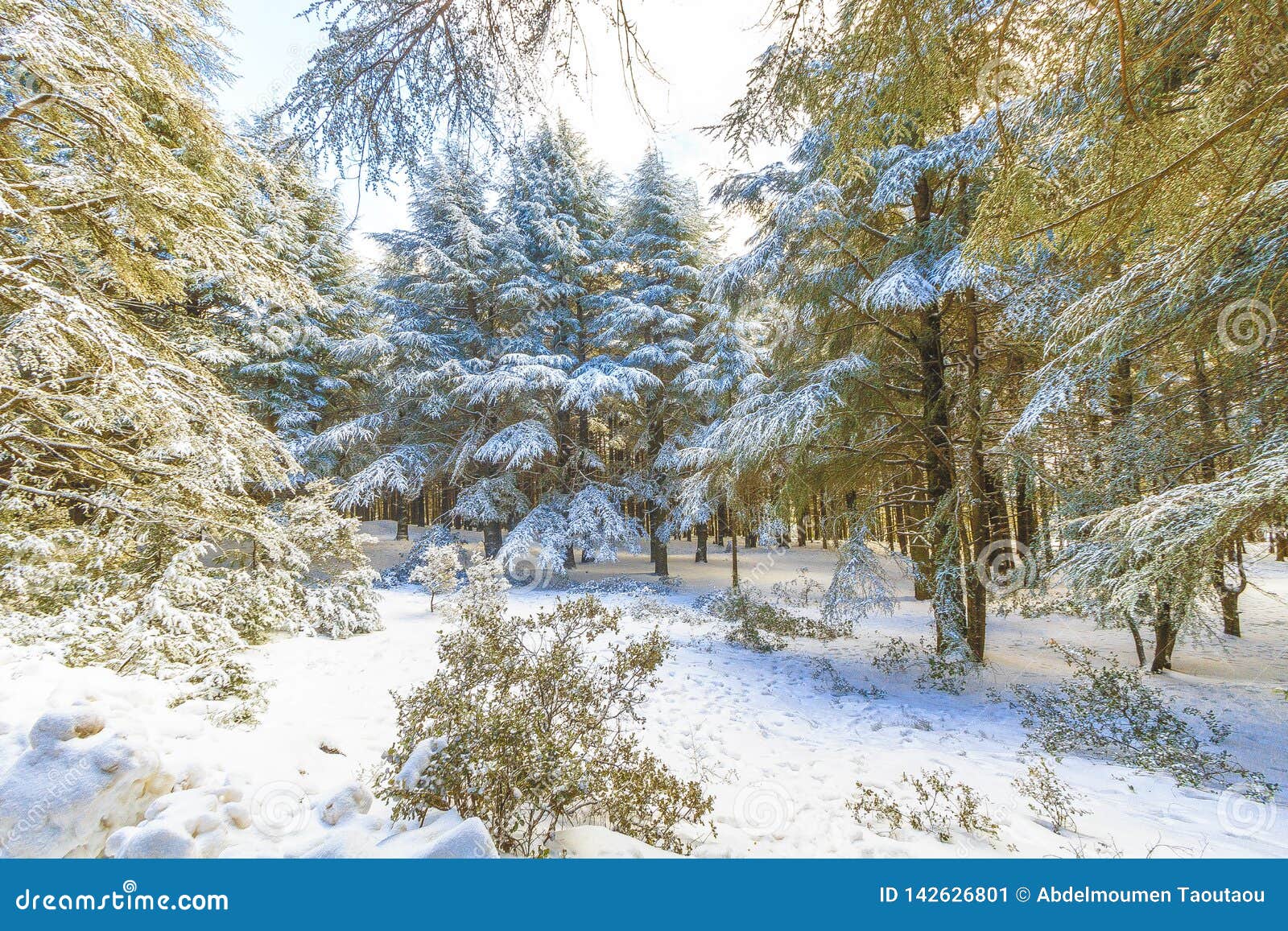 Chrea stock image. Image of blida, environment, mountain - 142626801