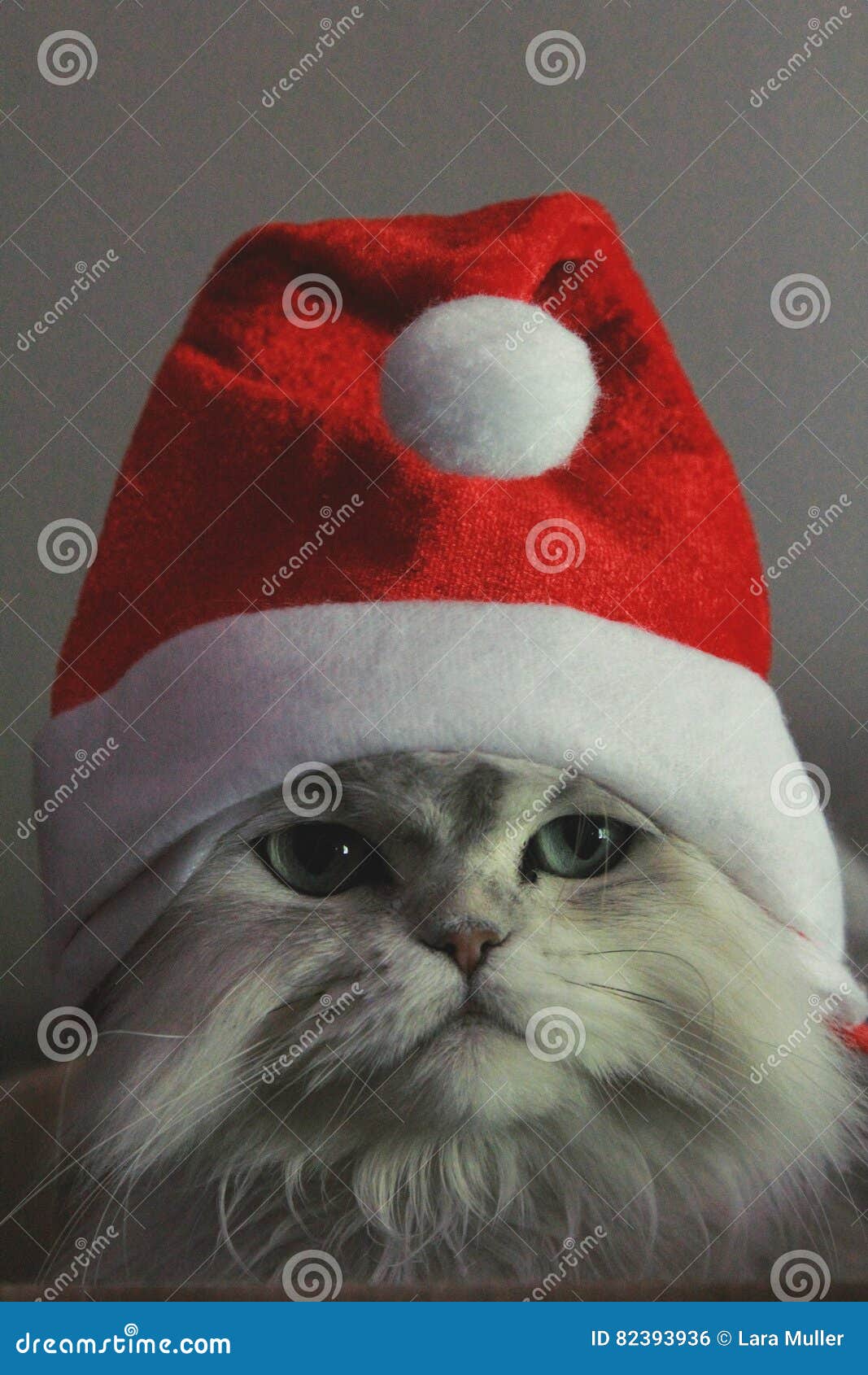 Christmas Kitty stock photo. Image of pretty, feeling - 82393936