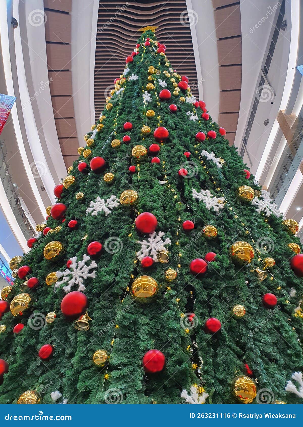 Chrismast eve stock photo. Image of plant, spruce, bouquet - 263231116