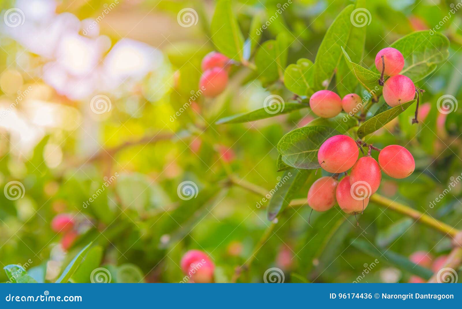 Christ& X27;s Thorn Fruit on Tree Stock Photo - Image of fruit, herb ...