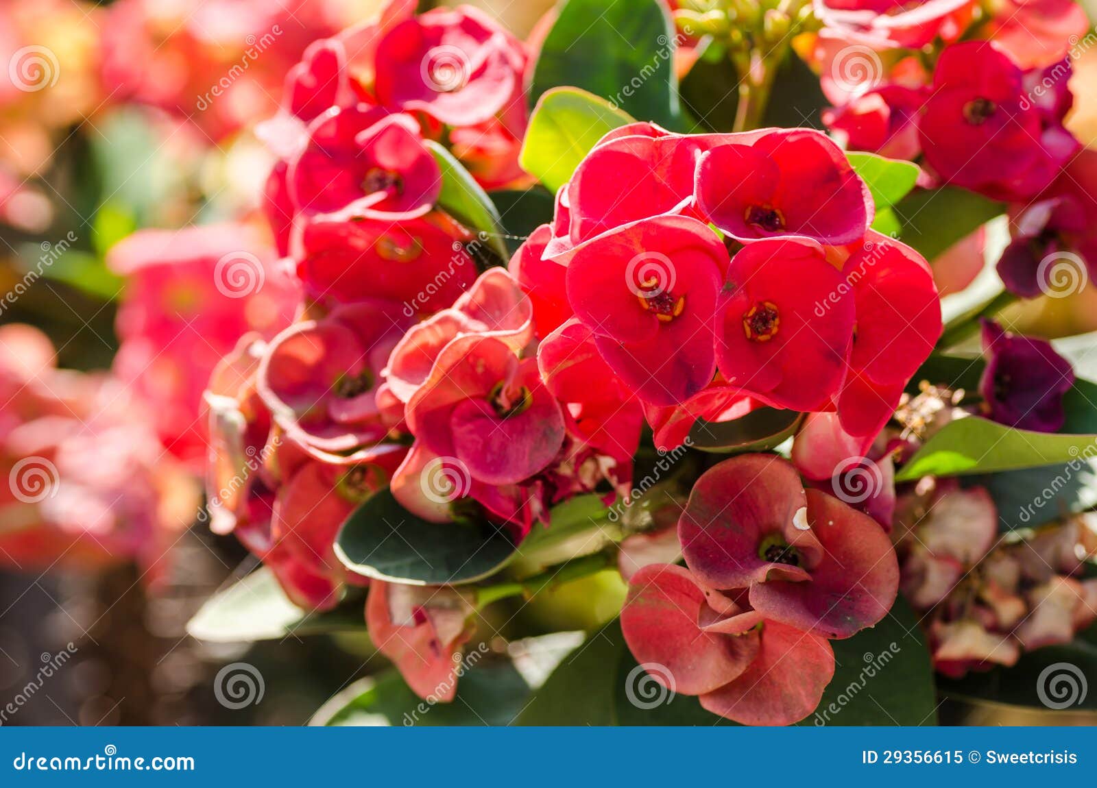 Christ Thorn or Crown of Thorns Stock Image - Image of tree, pink: 29356615