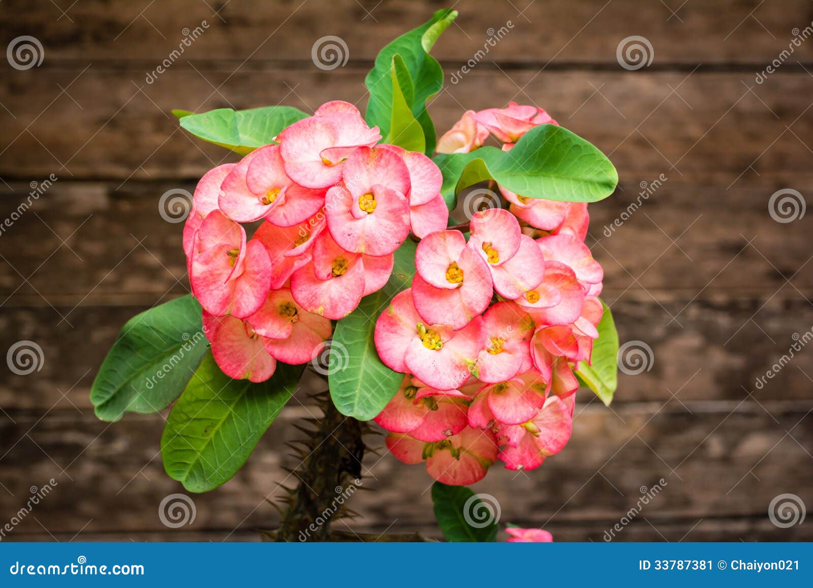 Christ Thorn flower stock image. Image of small, euphorbia - 33787381