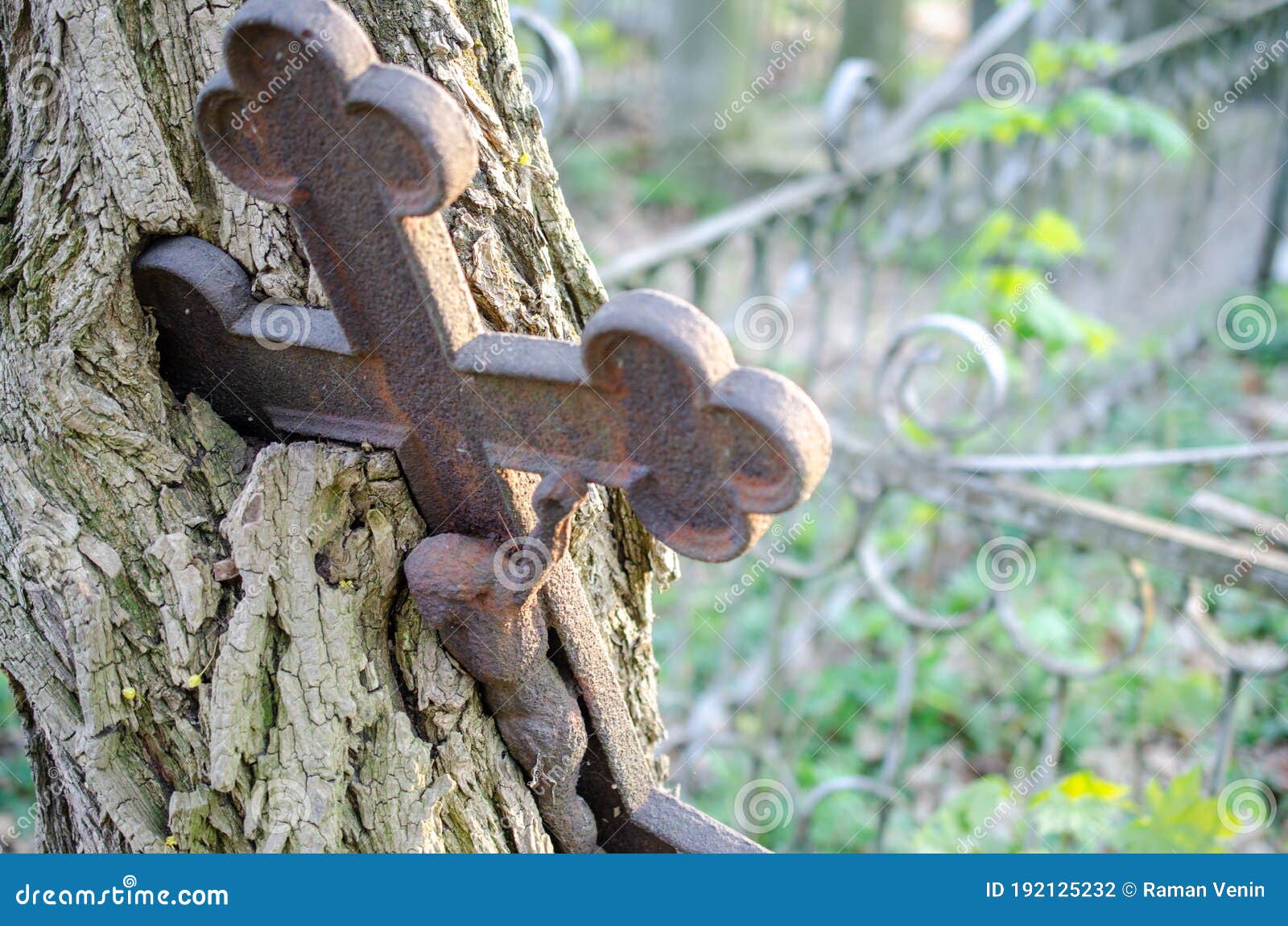 The Christian Cross of the Grave is Rooted in a Tree. Stock Photo ...