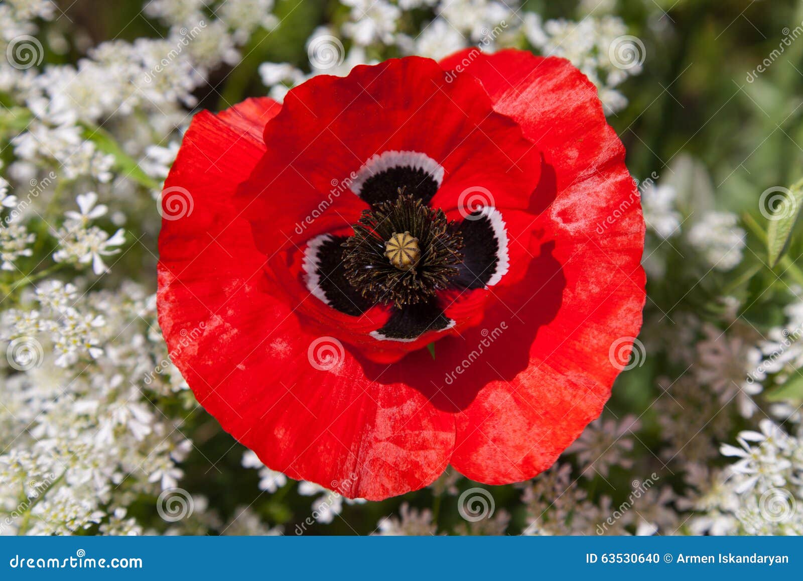 Christian red poppy stock photo. Image of detail, blooming - 63530640