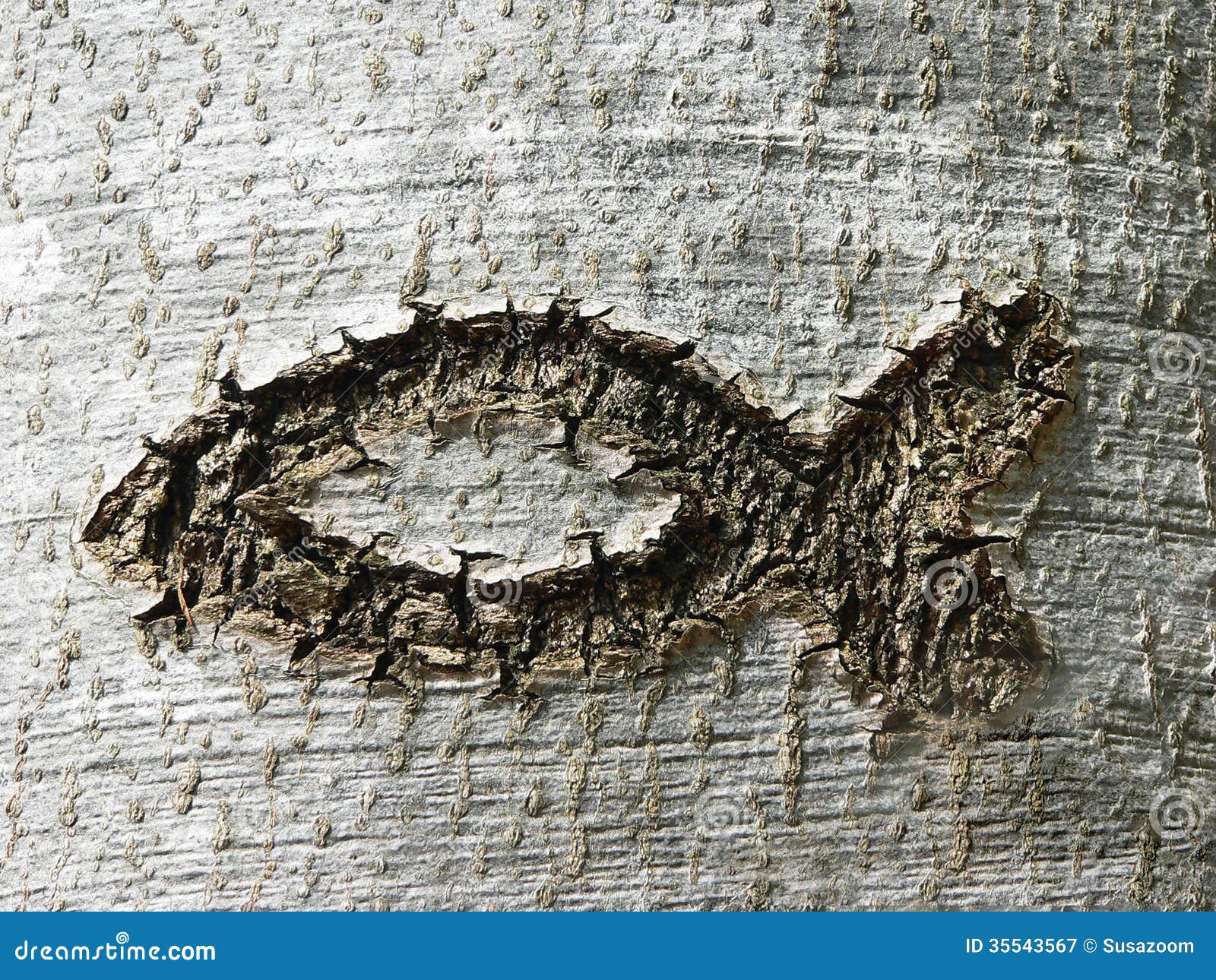 Ichthys Fish, Holy Christian Symbol Royalty-Free Stock Photography ...