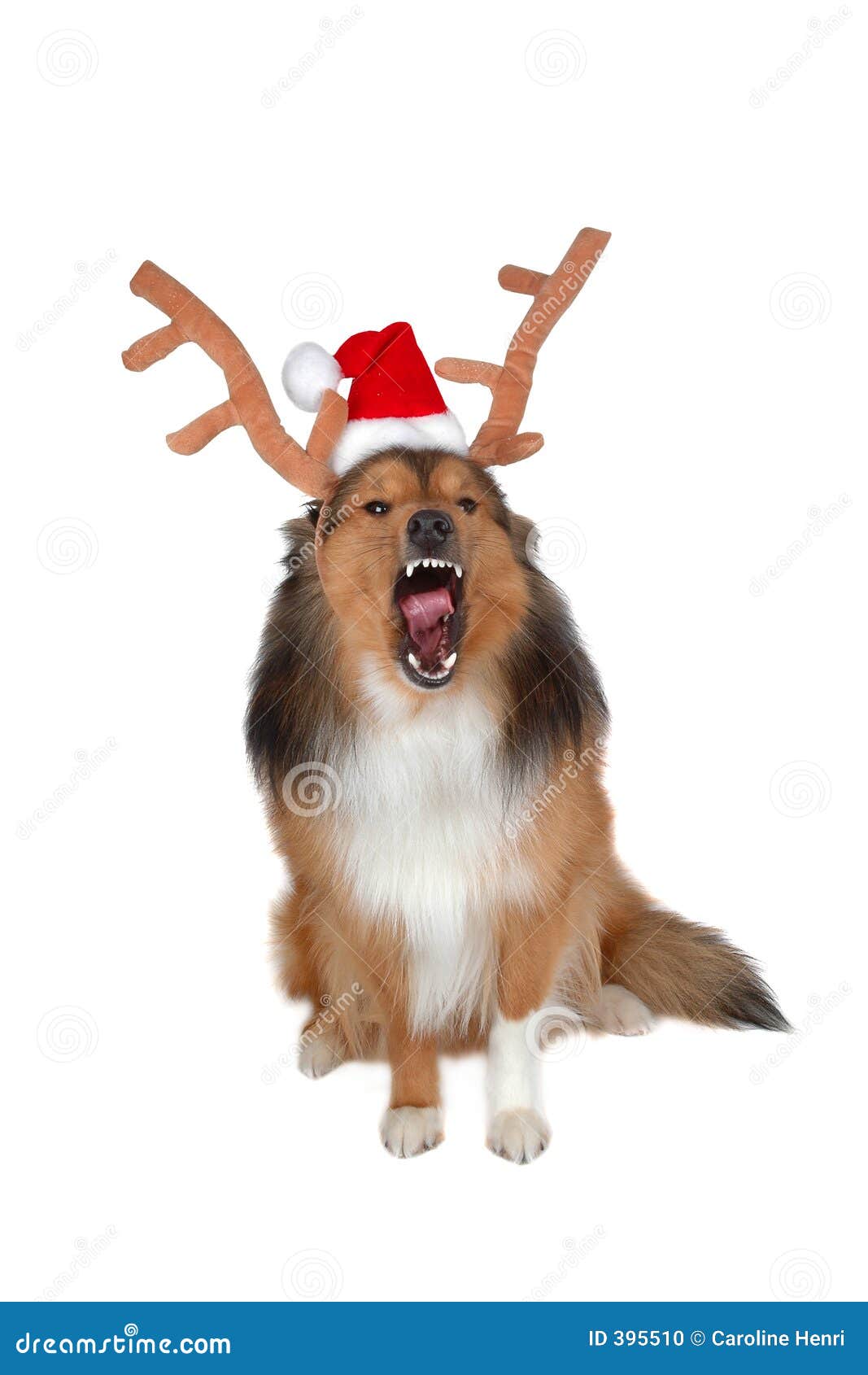 Christmas angry dog deer stock photo. Image of dogs, december - 395510