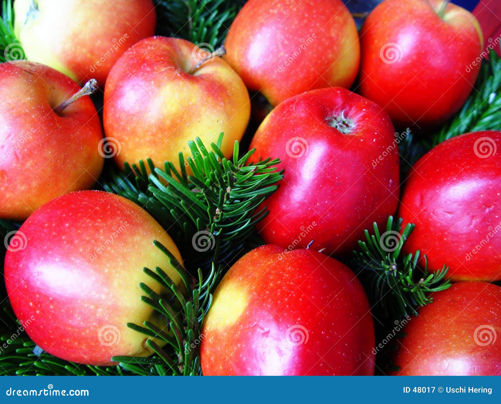 Christmas apples stock image. Image of tree, holiday, fruity - 48017