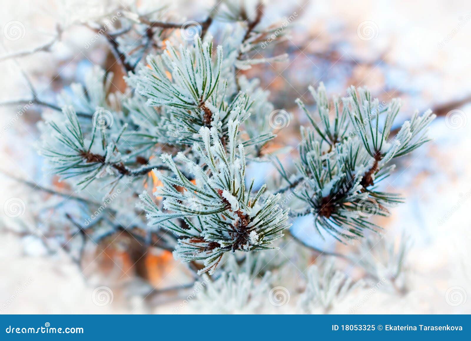 Christmas Background with Frosty Pine Tree Stock Image - Image of pine ...