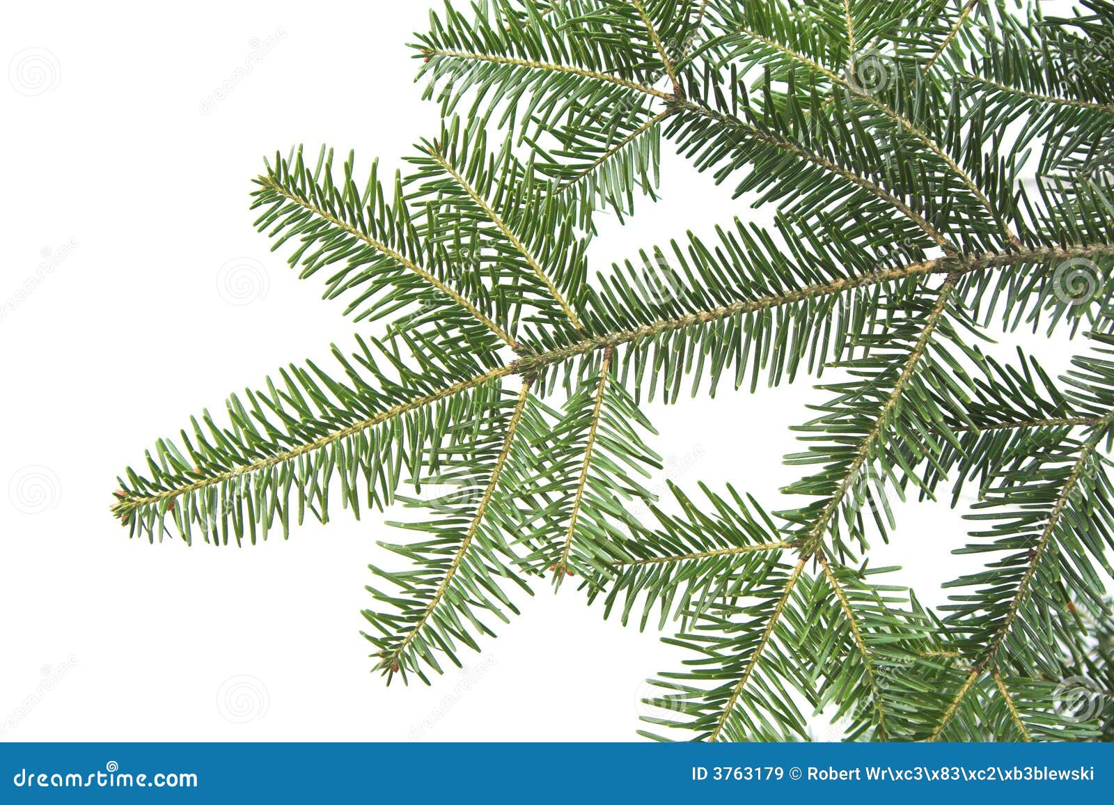 Christmas Background Green Fir Branch Texture Stock Image - Image of ...