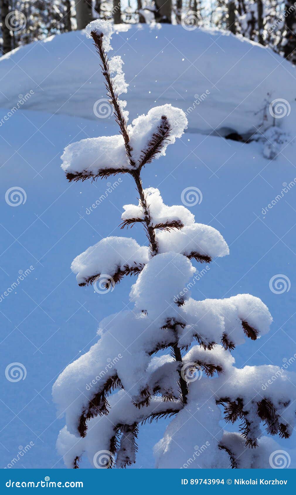 Christmas Background with Snowy Fir Trees Stock Photo - Image of ...
