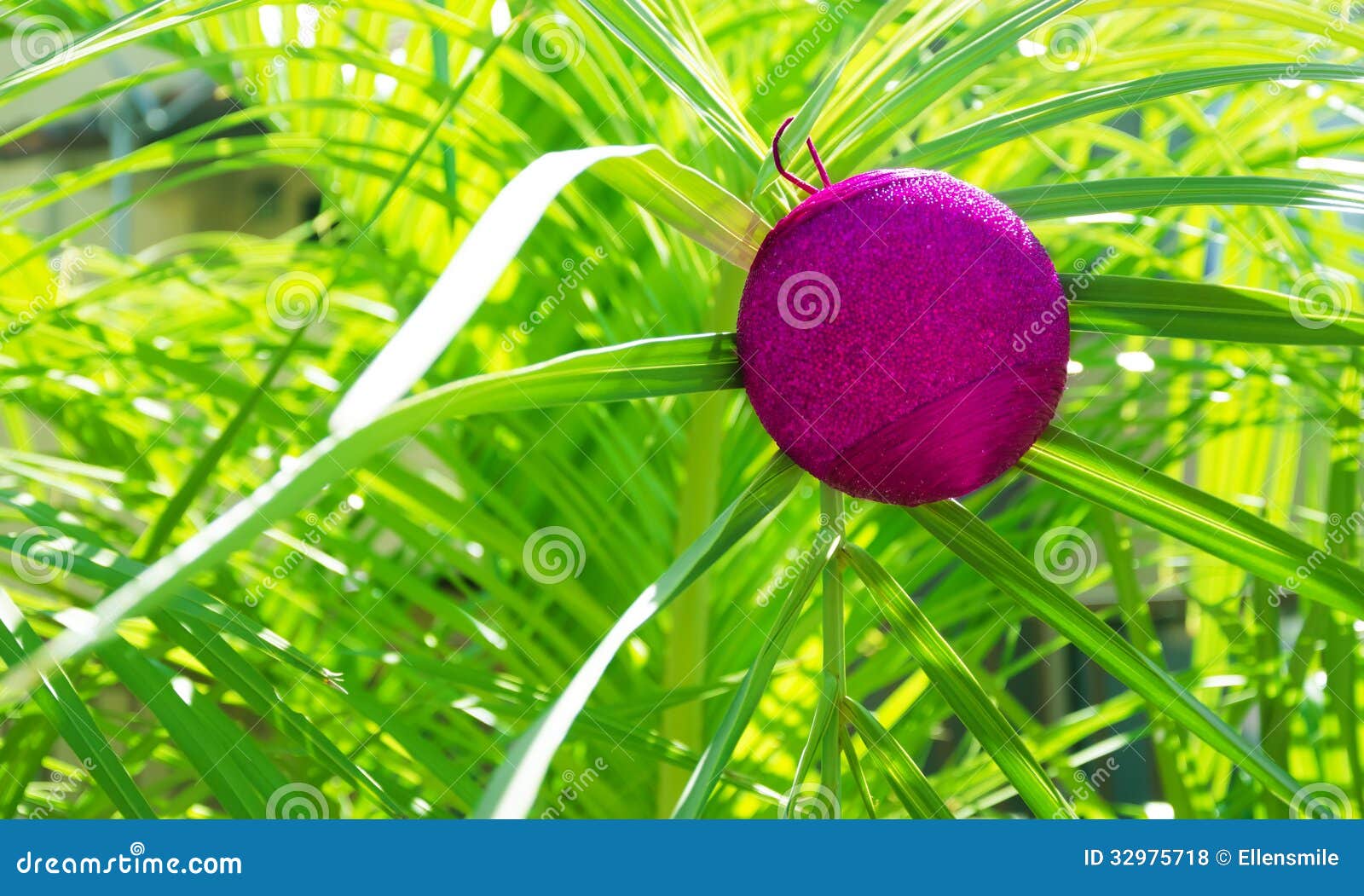 Christmas Ball on Palm Tree Stock Photo - Image of outside, idea: 32975718