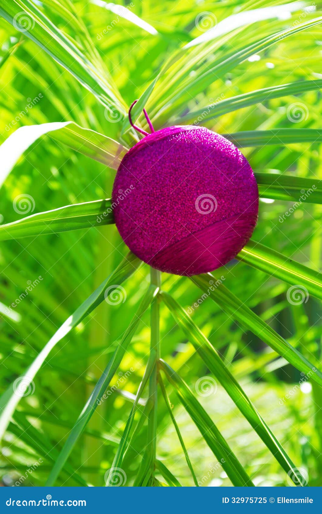 Christmas Ball on Palm Tree Stock Image - Image of leaf, sunny: 32975725