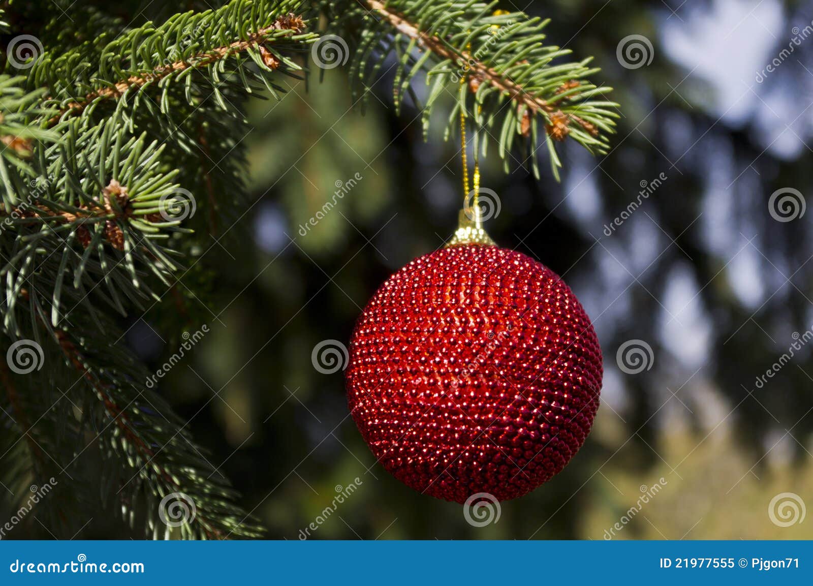 Christmas ball in tree stock image. Image of season, holiday - 21977555