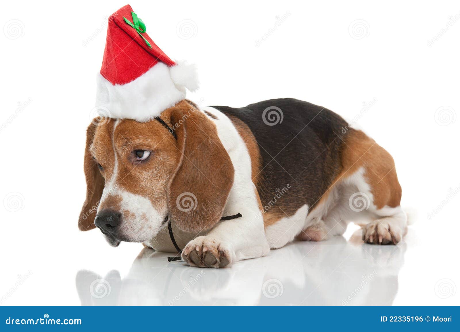 Christmas beagle stock photo. Image of beautiful, bred - 22335196