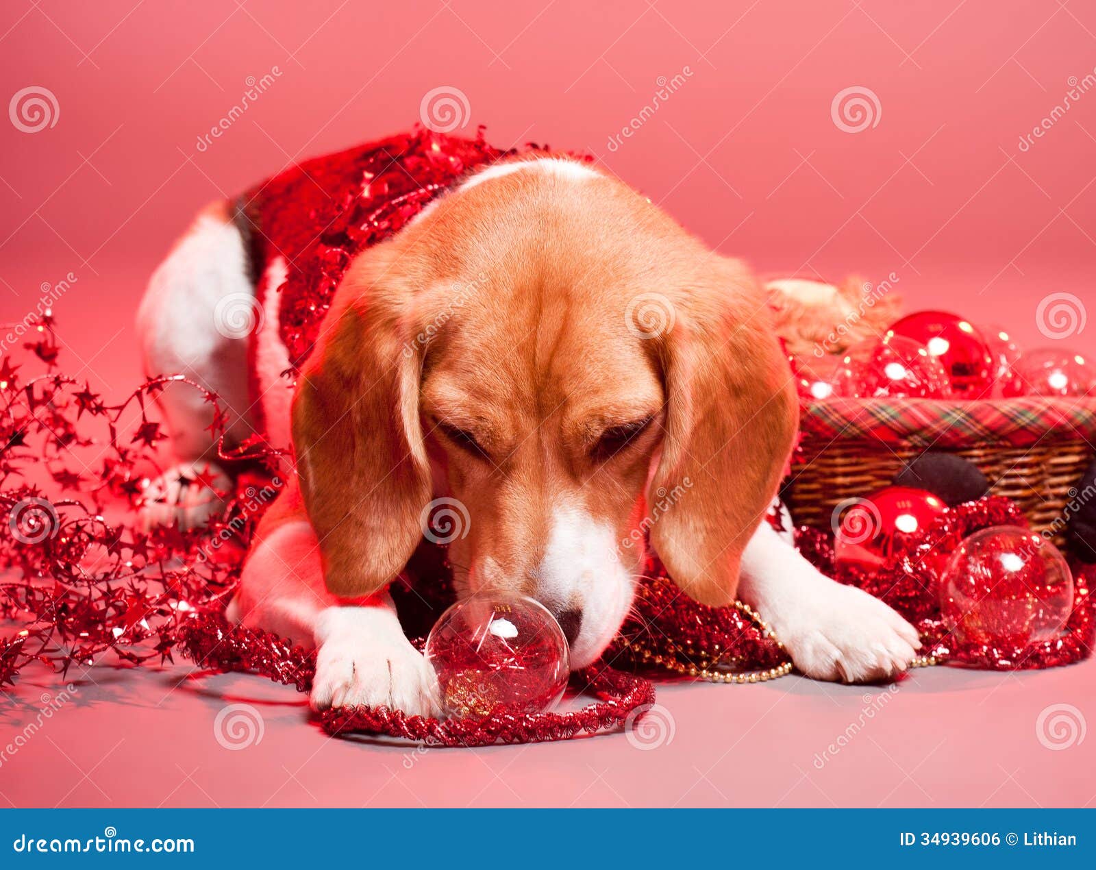 Christmas beagle. stock photo. Image of colorful, pedigree - 34939606