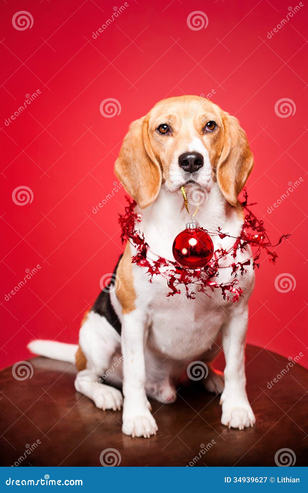 Christmas beagle. stock image. Image of festive, christmas - 34939627