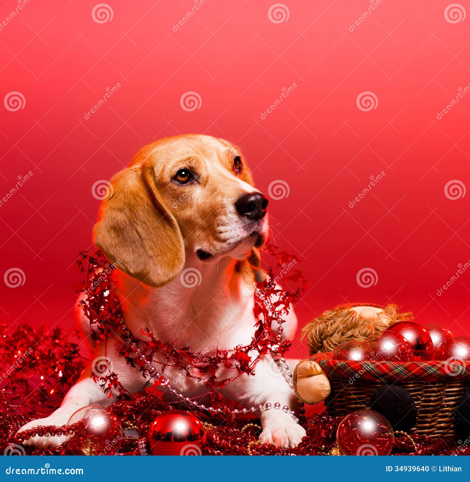 Christmas beagle. stock photo. Image of adorable, pedigree - 34939640