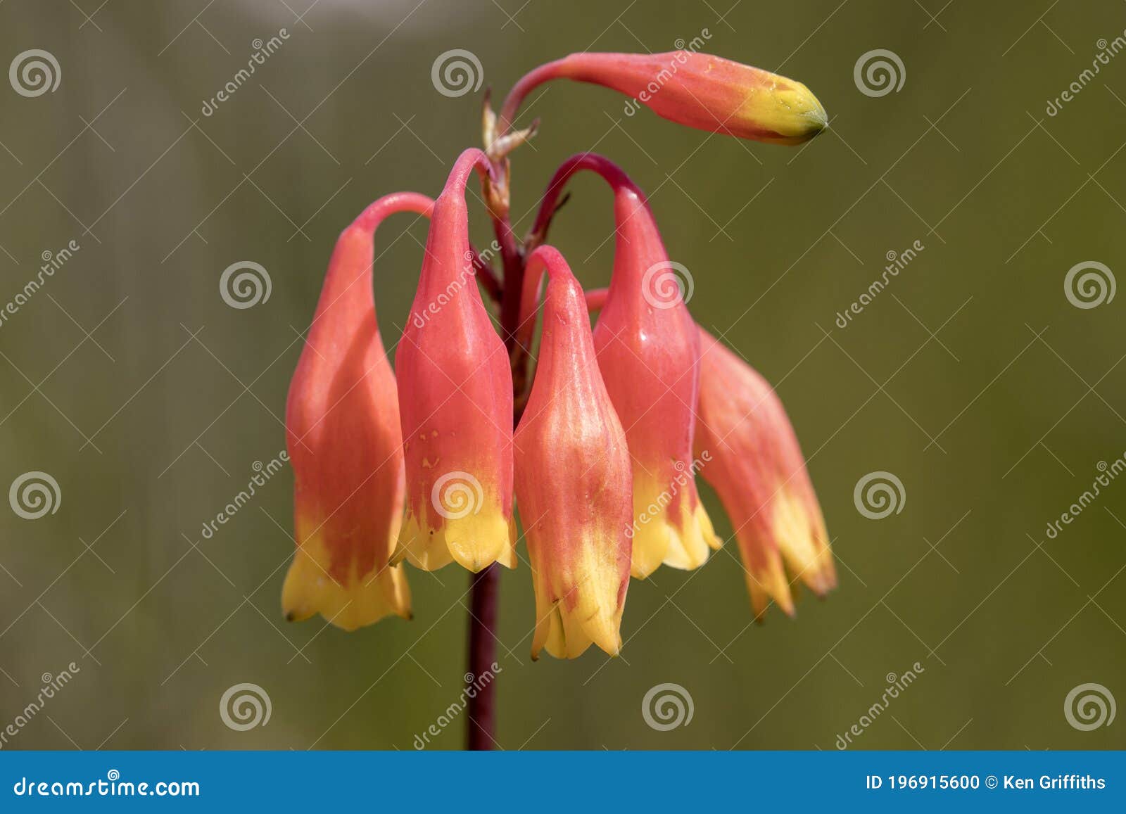 Christmas Bells stock photo. Image of growing, plant - 196915600