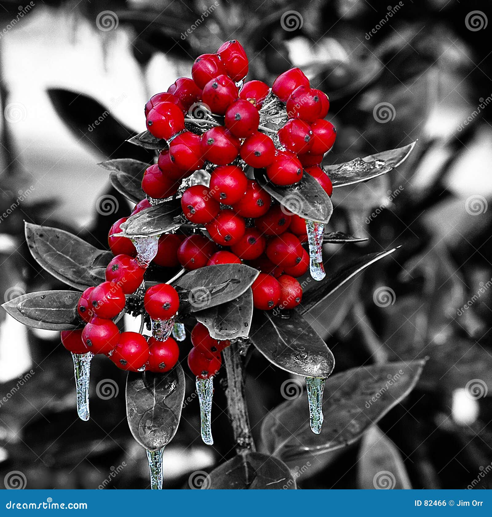Christmas Berries stock photo. Image of frozen, ripe, leaf - 82466