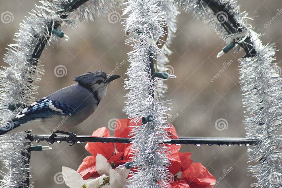 Christmas Blue Jay stock photo. Image of garland, water - 63226550