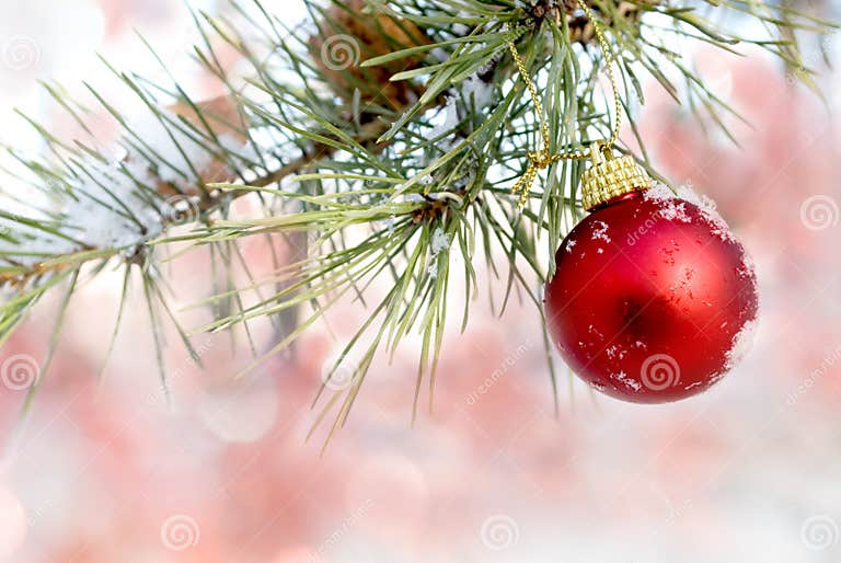 Christmas bluebell stock image. Image of blue, christmas - 17141319