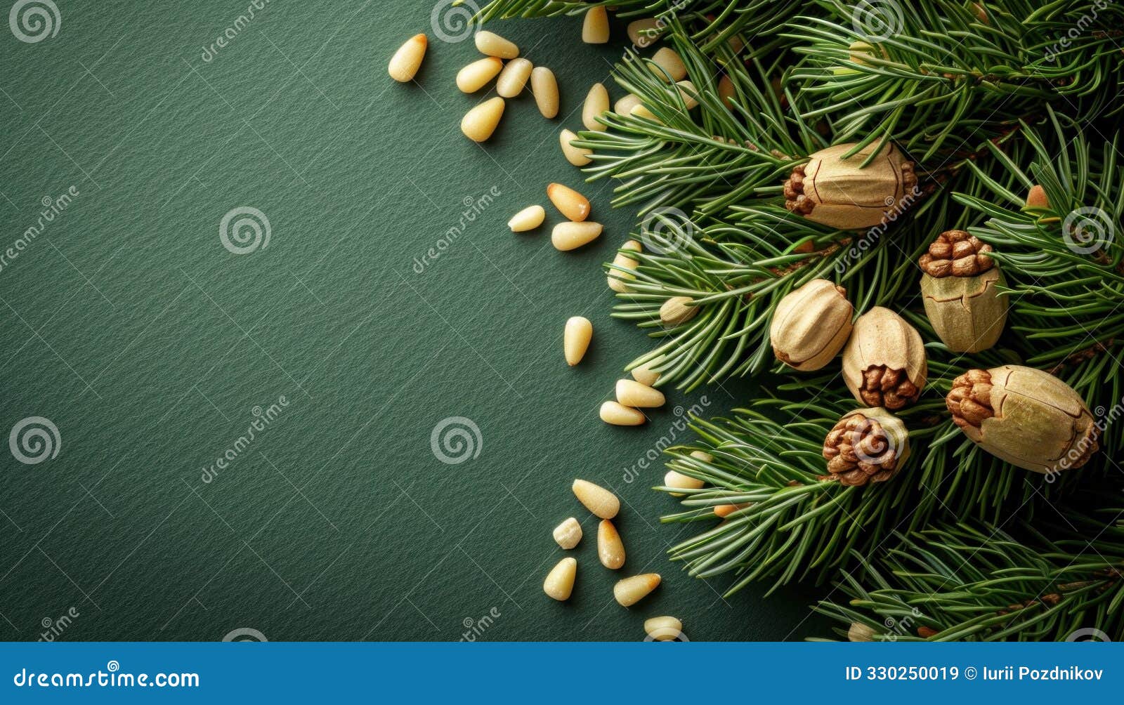 Cedar Branches, Pine Nuts, and Cones Creating Festive Border on Green ...