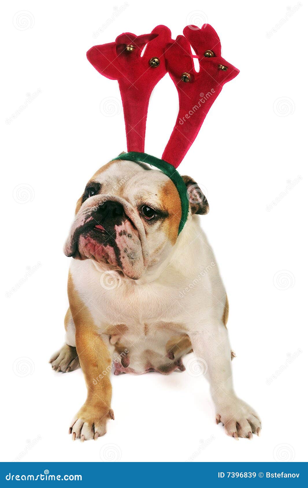 Christmas bulldog. stock image. Image of santa, animal - 7396839