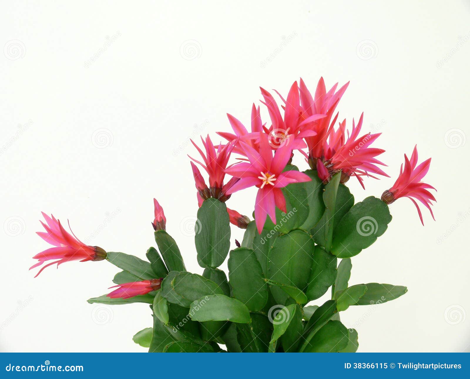 Christmas Cactus stock image. Image of protected, cactus - 38366115