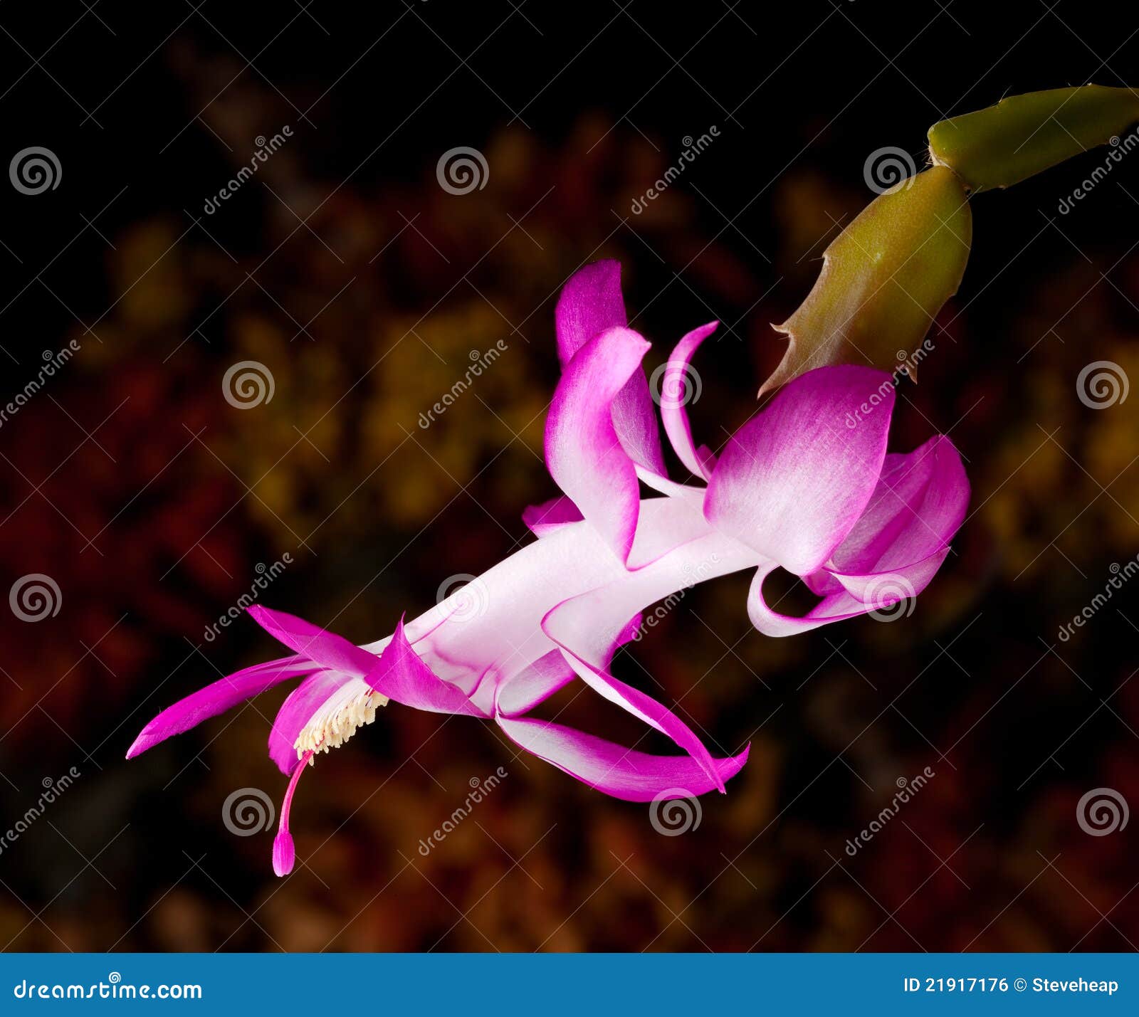 Christmas Cactus Flower stock photo. Image of fresh, close - 21917176