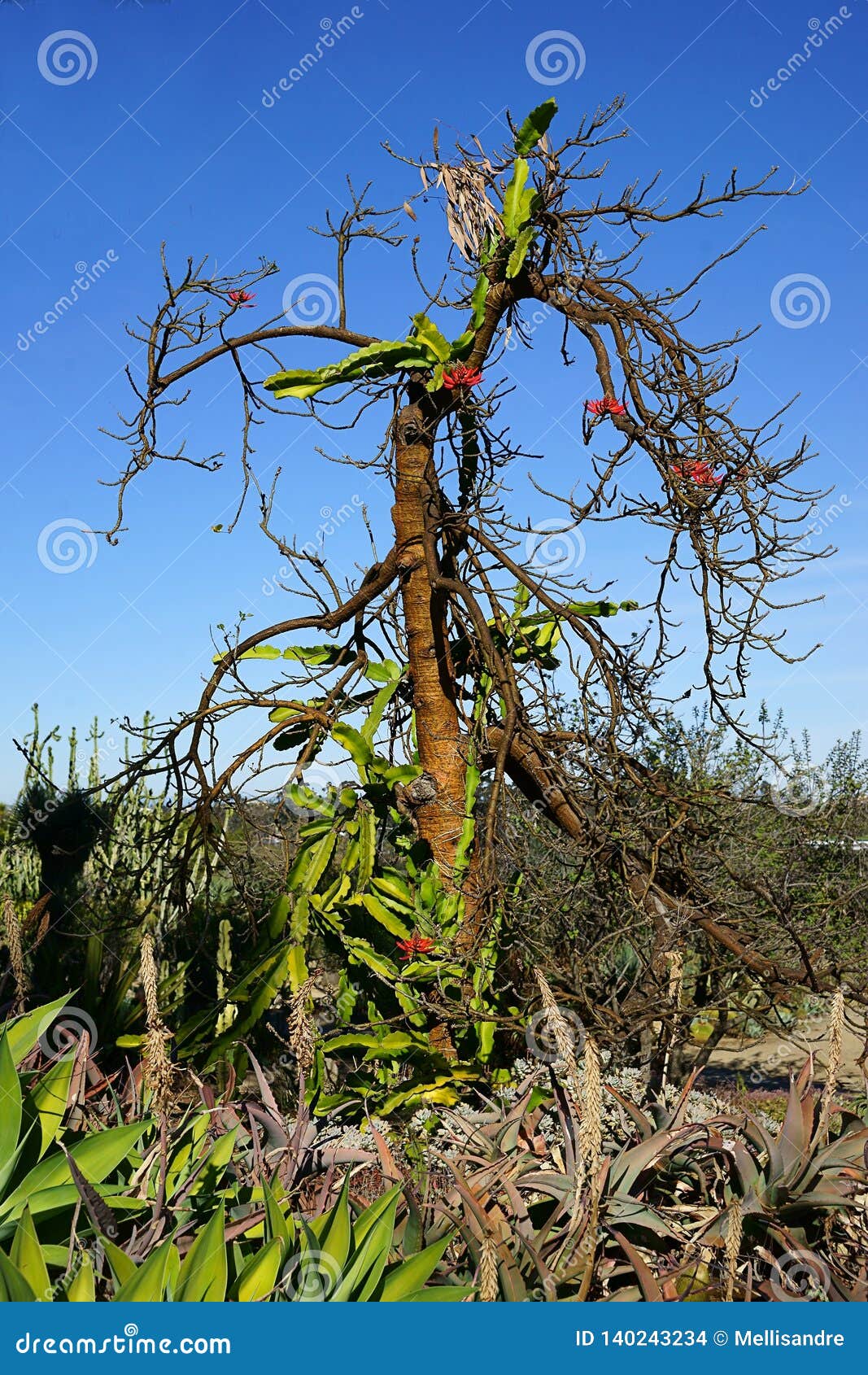 Christmas Cactus Growing on a Dry Tree Stock Photo - Image of ...
