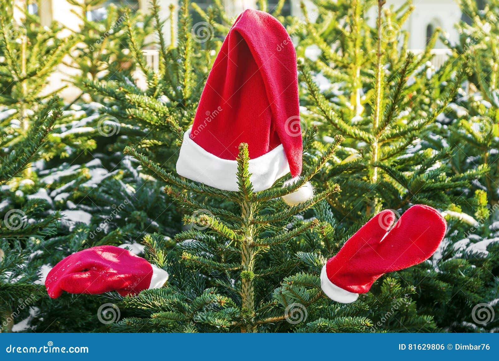 Christmas Cap and Mittens of Santa Claus on a Snow-covered Tree Stock ...