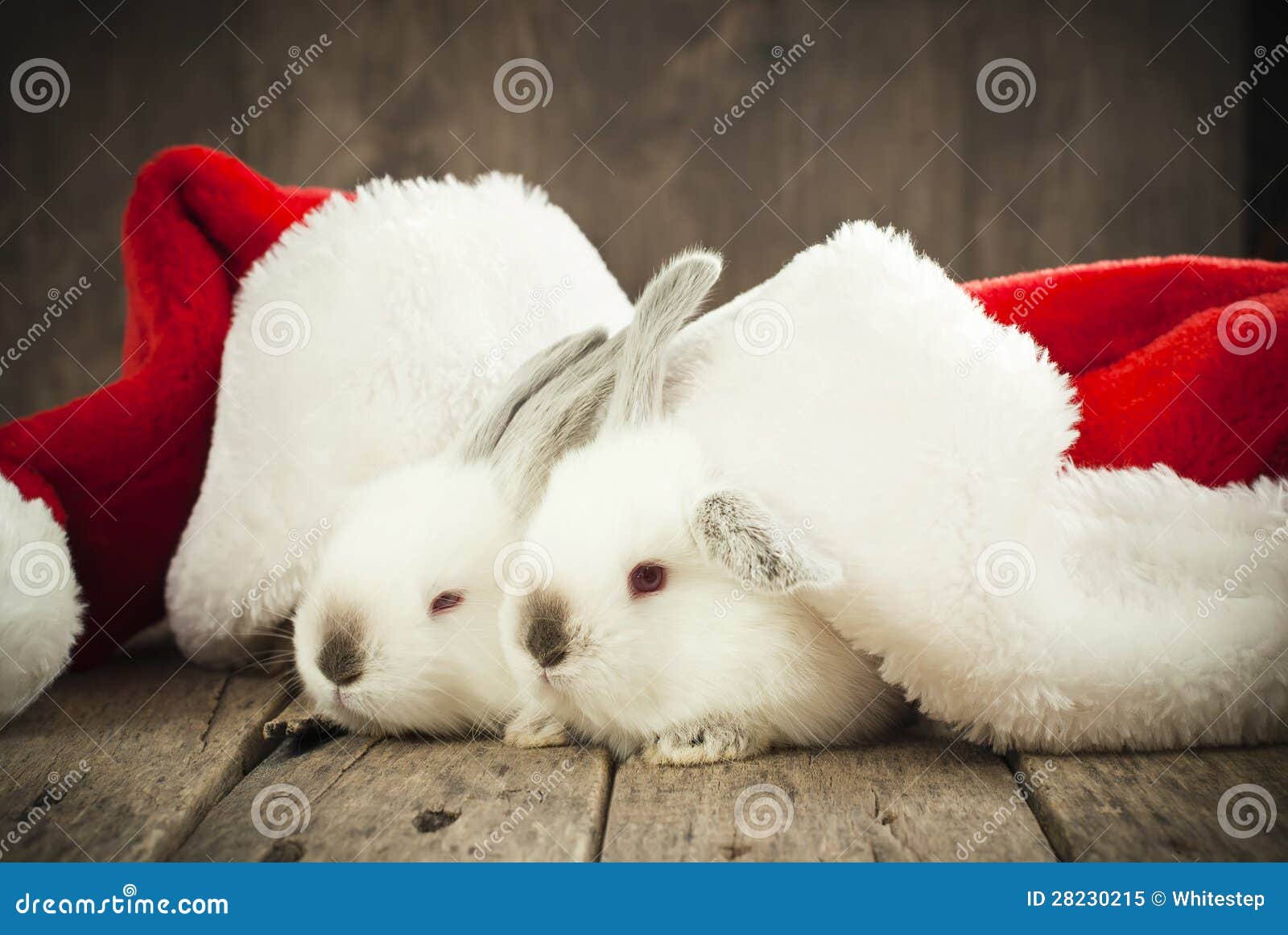 Christmas Card with Couple White Rabbits in Caps Stock Image - Image of ...