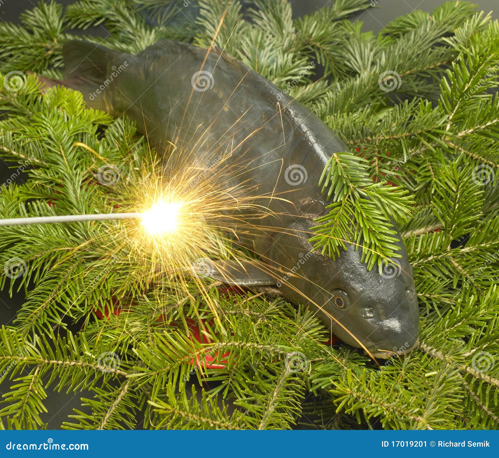 Christmas carp stock image. Image of lights, needles - 17019201