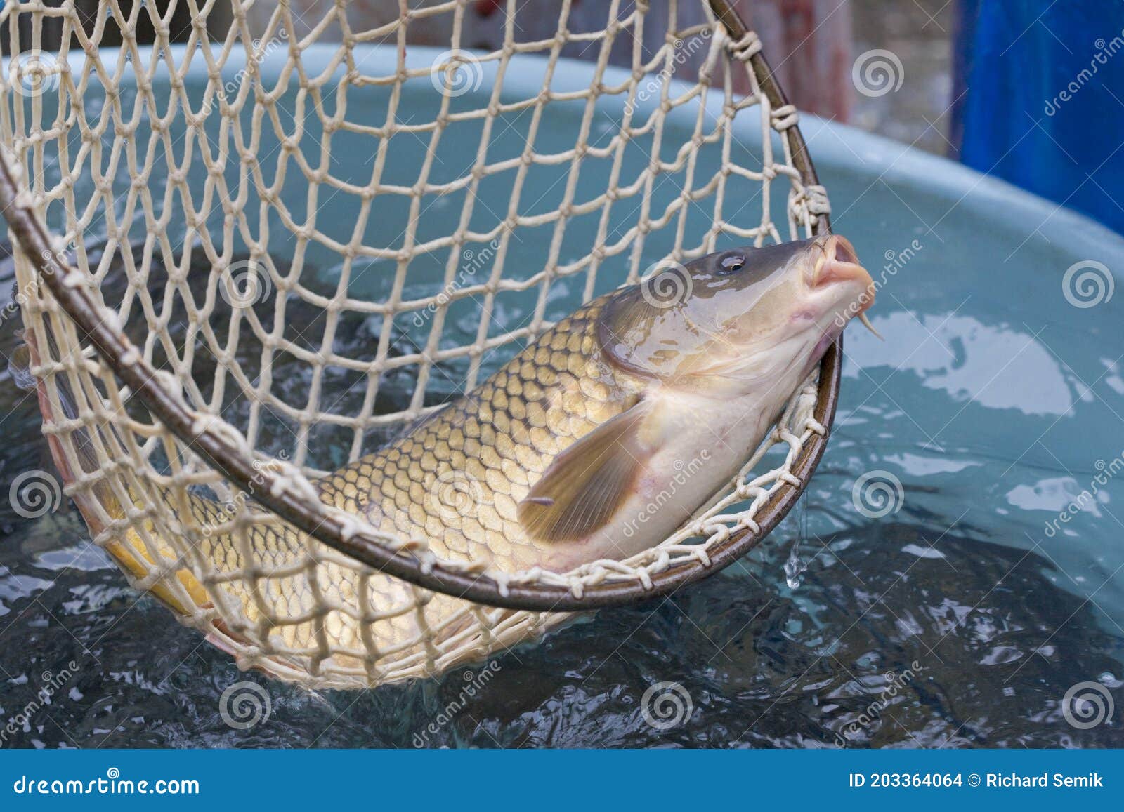 Christmas Carp (Czech Christmas Tradition Stock Photo - Image of carp ...