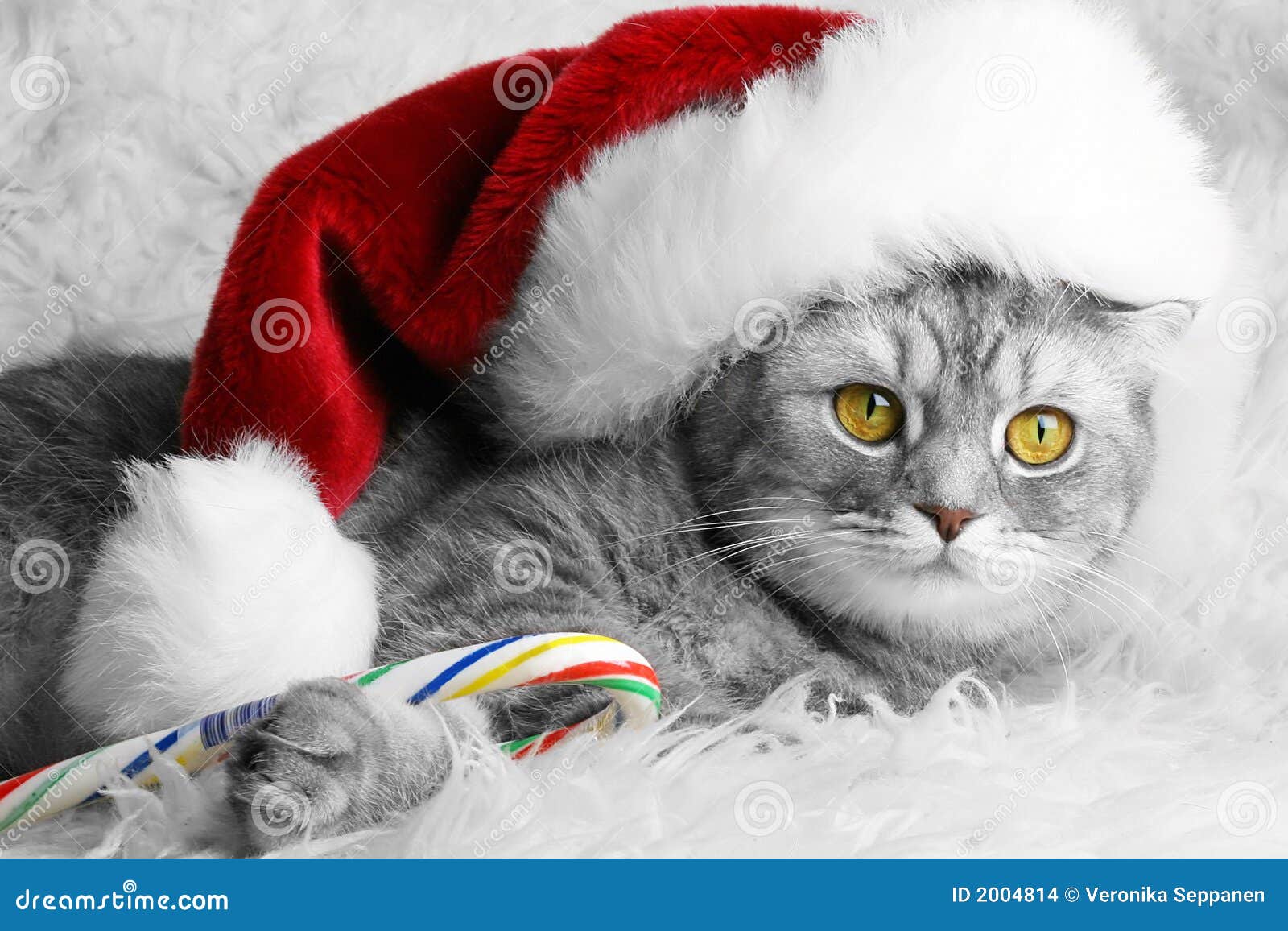 Christmas cat stock photo. Image of food, cute, felines - 2004814