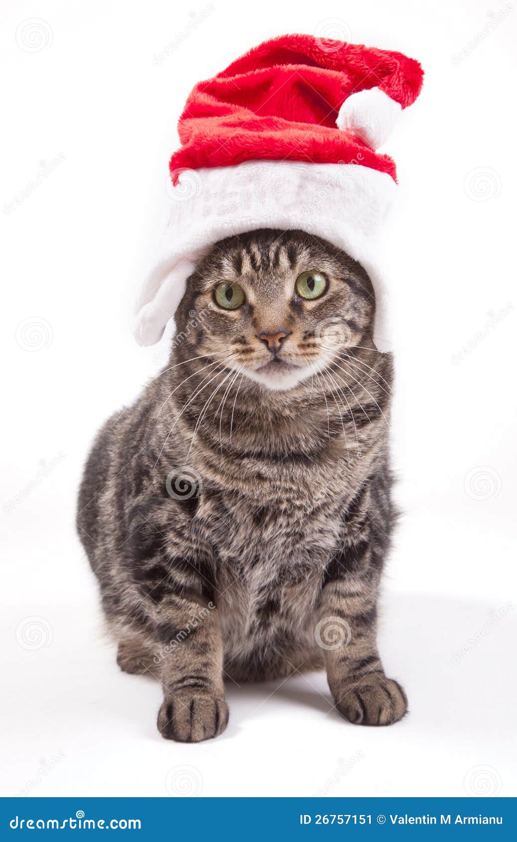 Christmas cat stock image. Image of seasonal, merry, domestic - 26757151
