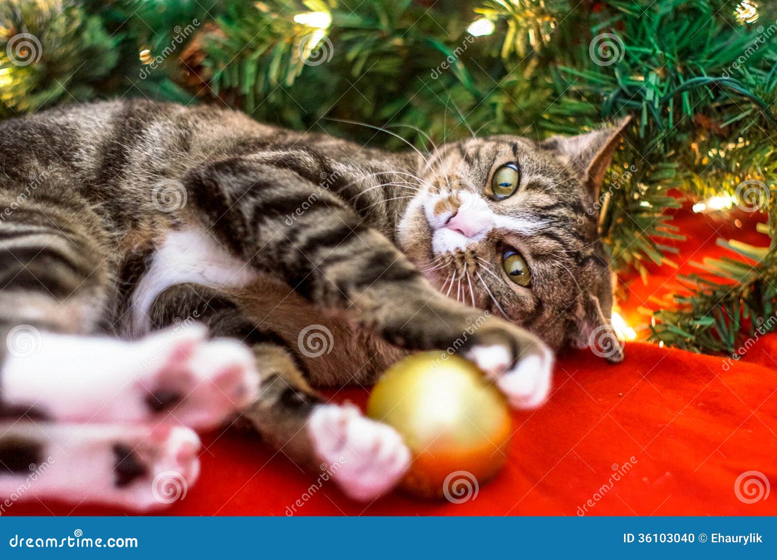 Christmas cat stock photo. Image of animal, kitten, holiday - 36103040