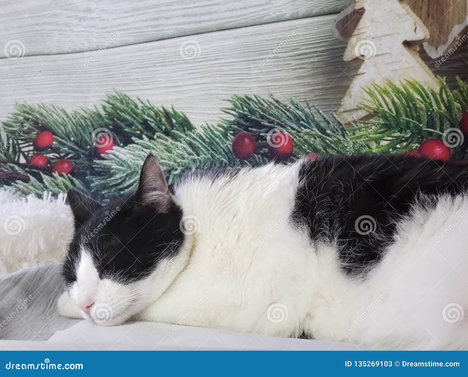 Christmas cat sleeping stock image. Image of sleeping - 135269103