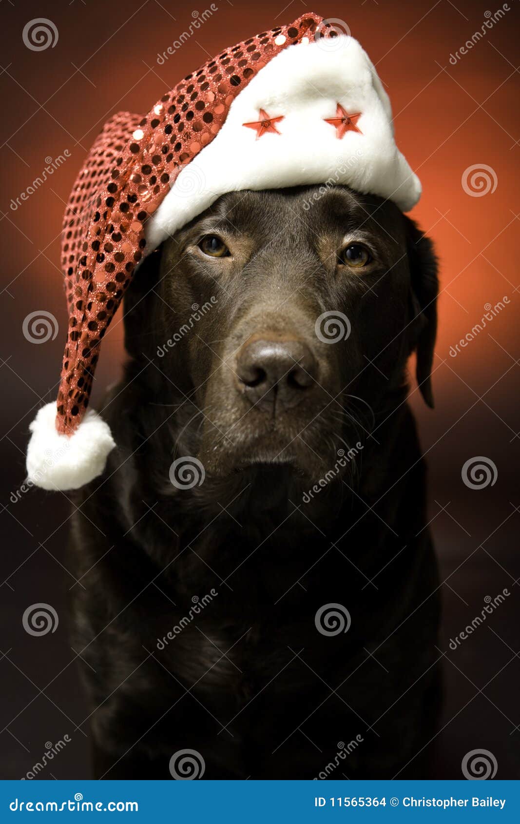 Christmas Chocolate Labrador Stock Photo - Image of brown, merry: 11565364