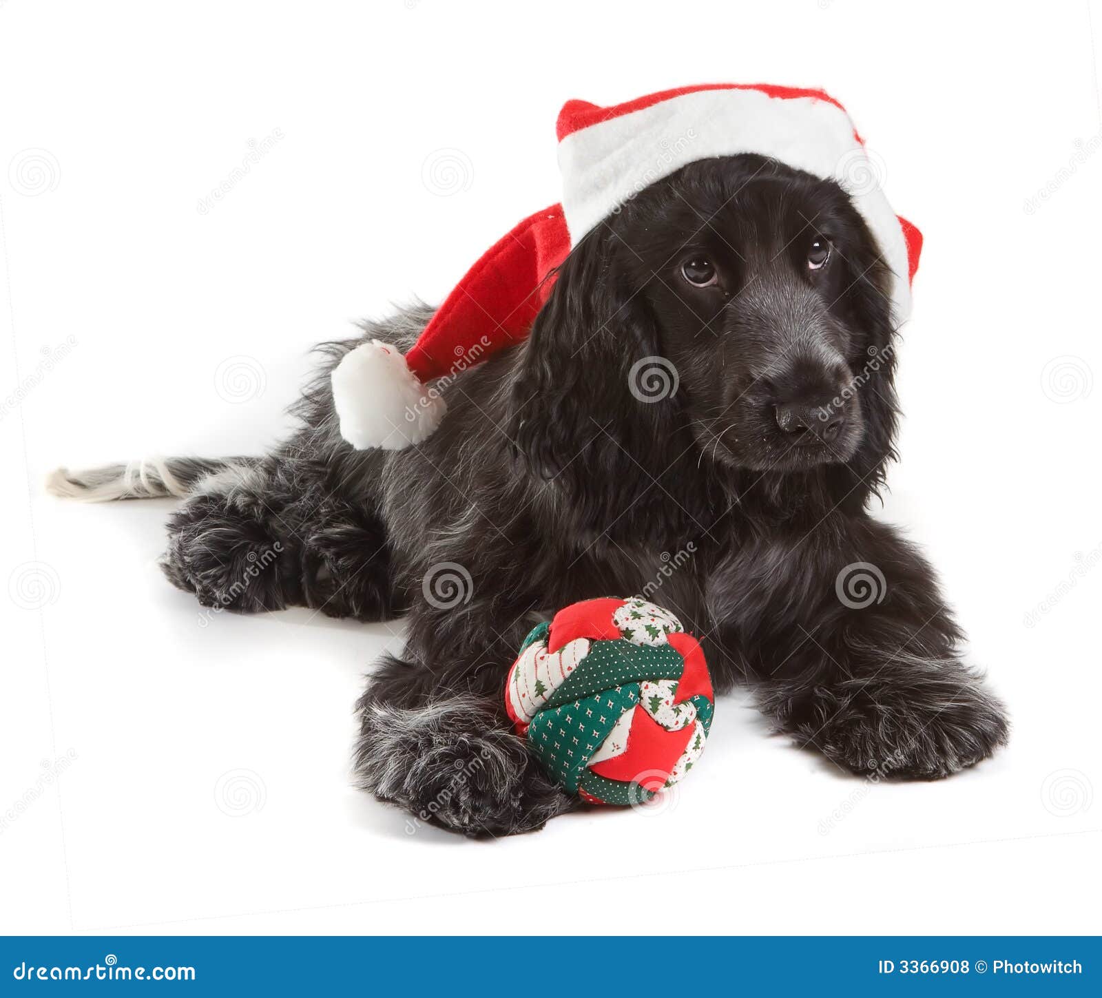 Christmas cocker stock photo. Image of puppy, christmas - 3366908