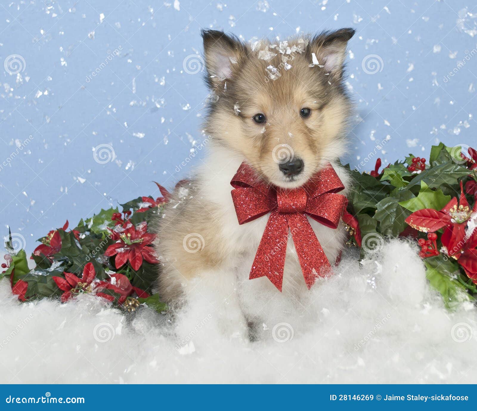 Christmas Collie Puppy stock image. Image of calendar - 28146269