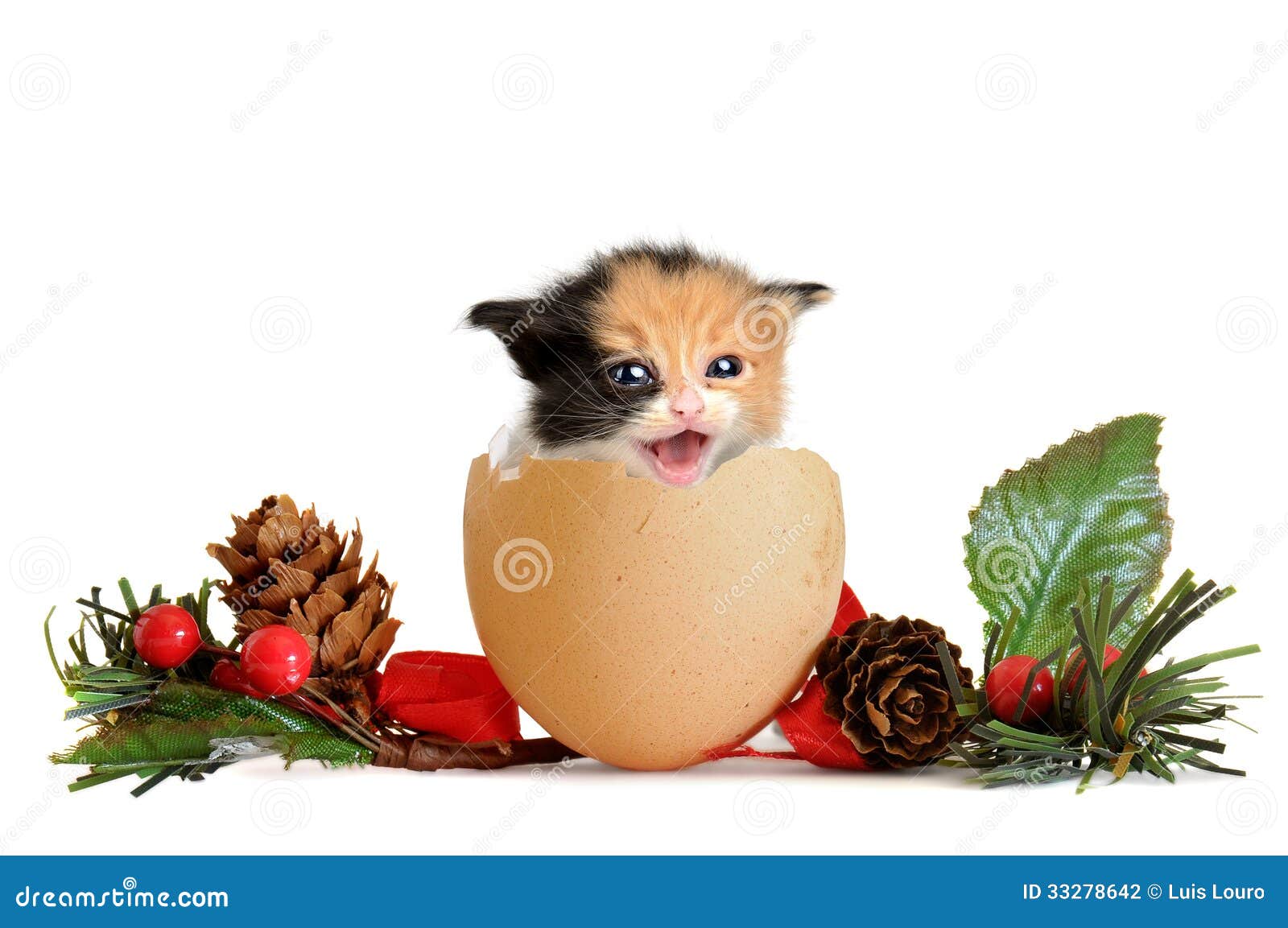 Christmas stock photo. Image of tabby, young, cute, adorable - 33278642