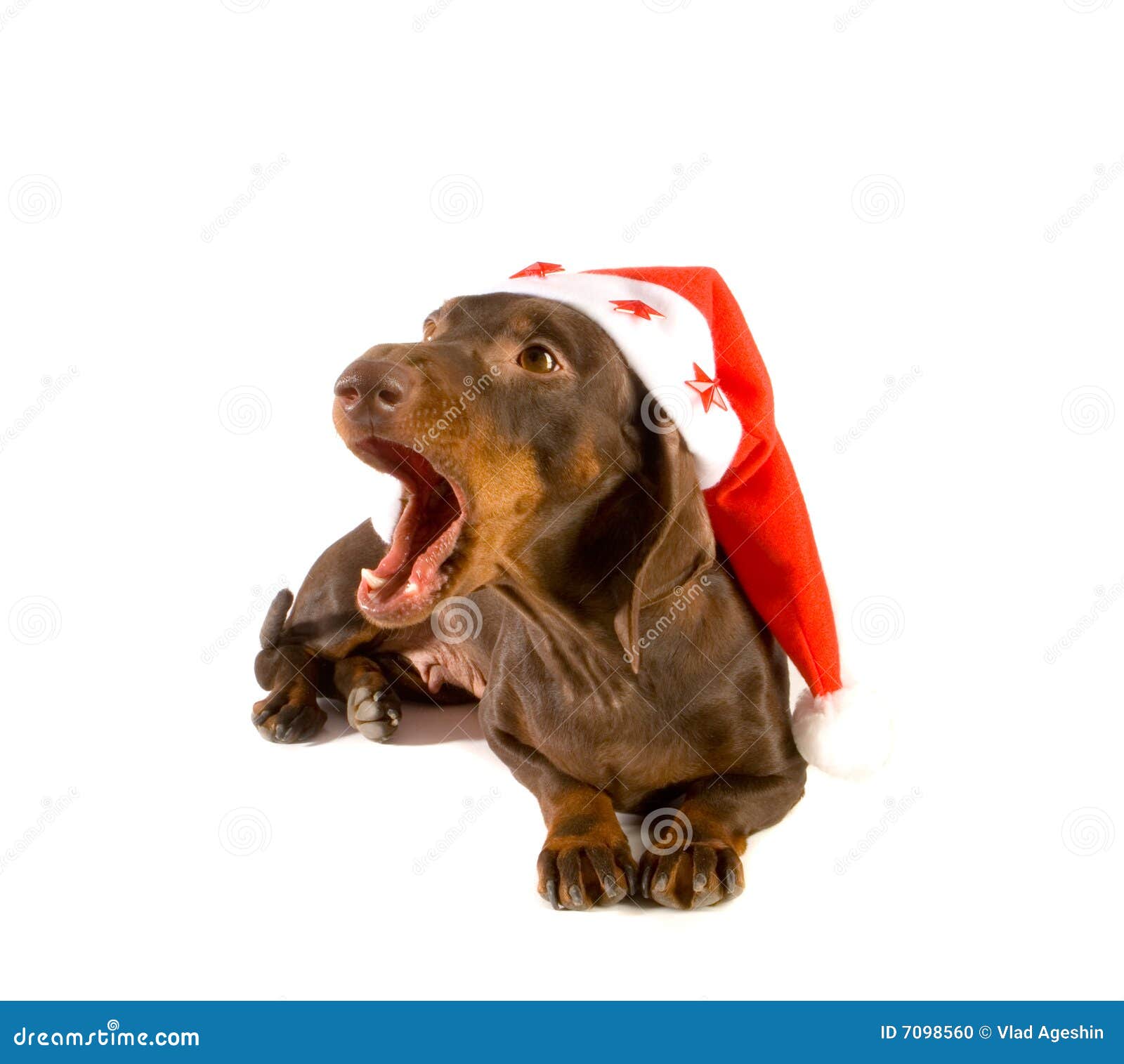 Christmas Dachshund Yawning Stock Photo - Image of yawn, gift: 7098560
