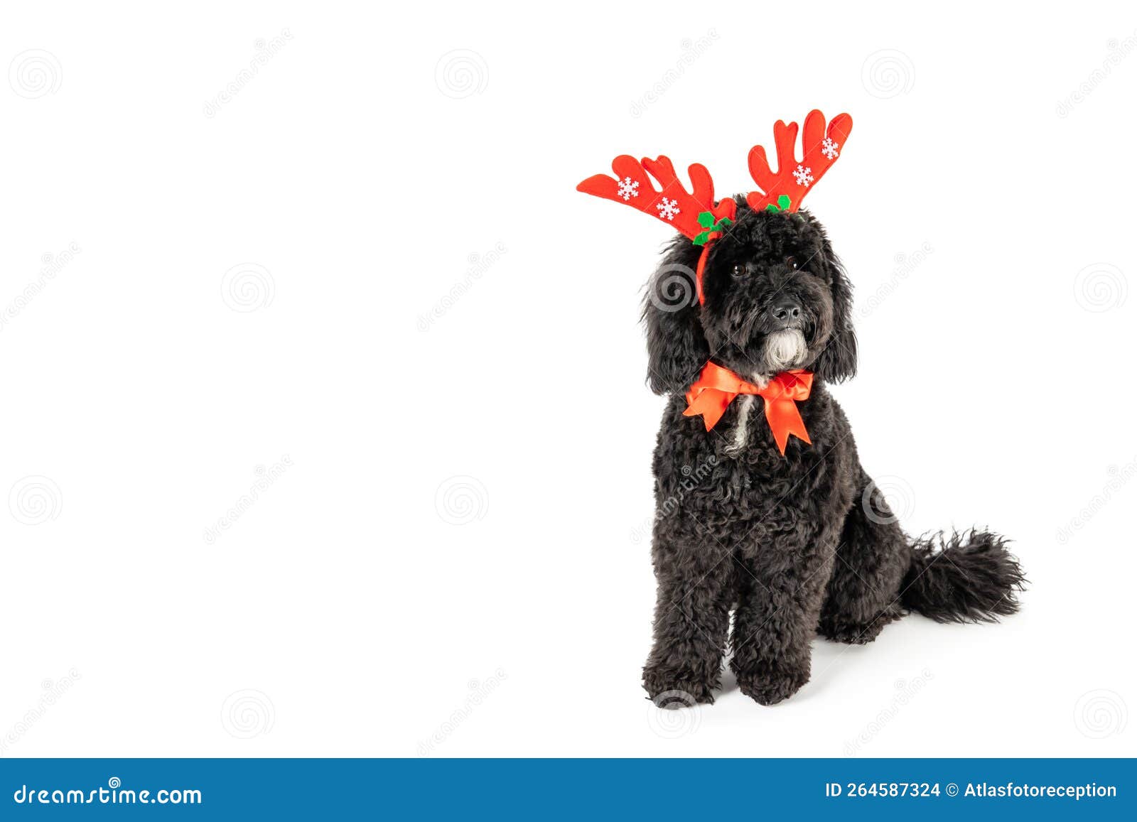 Christmas Decorated Dog Isolated on White Background Stock Photo ...