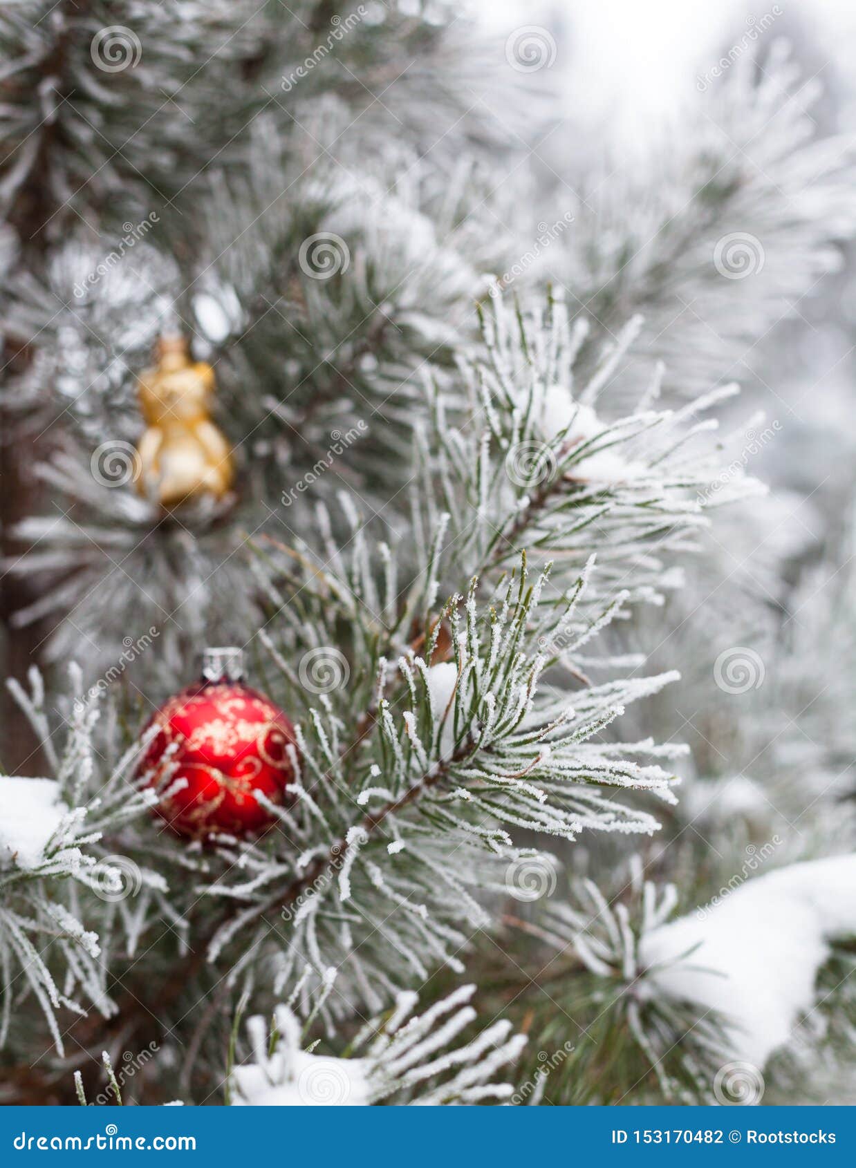 Christmas Decoration on the Fir Tree Branch Stock Photo - Image of ... Christmas Decoration on the Fir Tree Branch Stock Photo - Image of ...