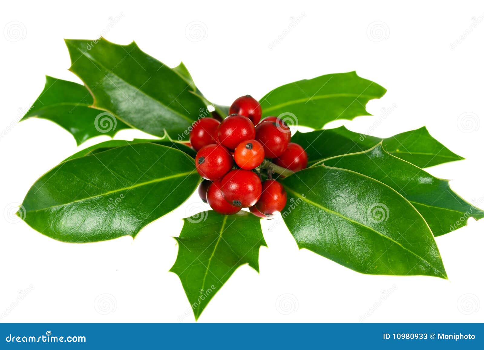 Christmas Decoration with Holly Leaves and Berries Stock Image - Image ...