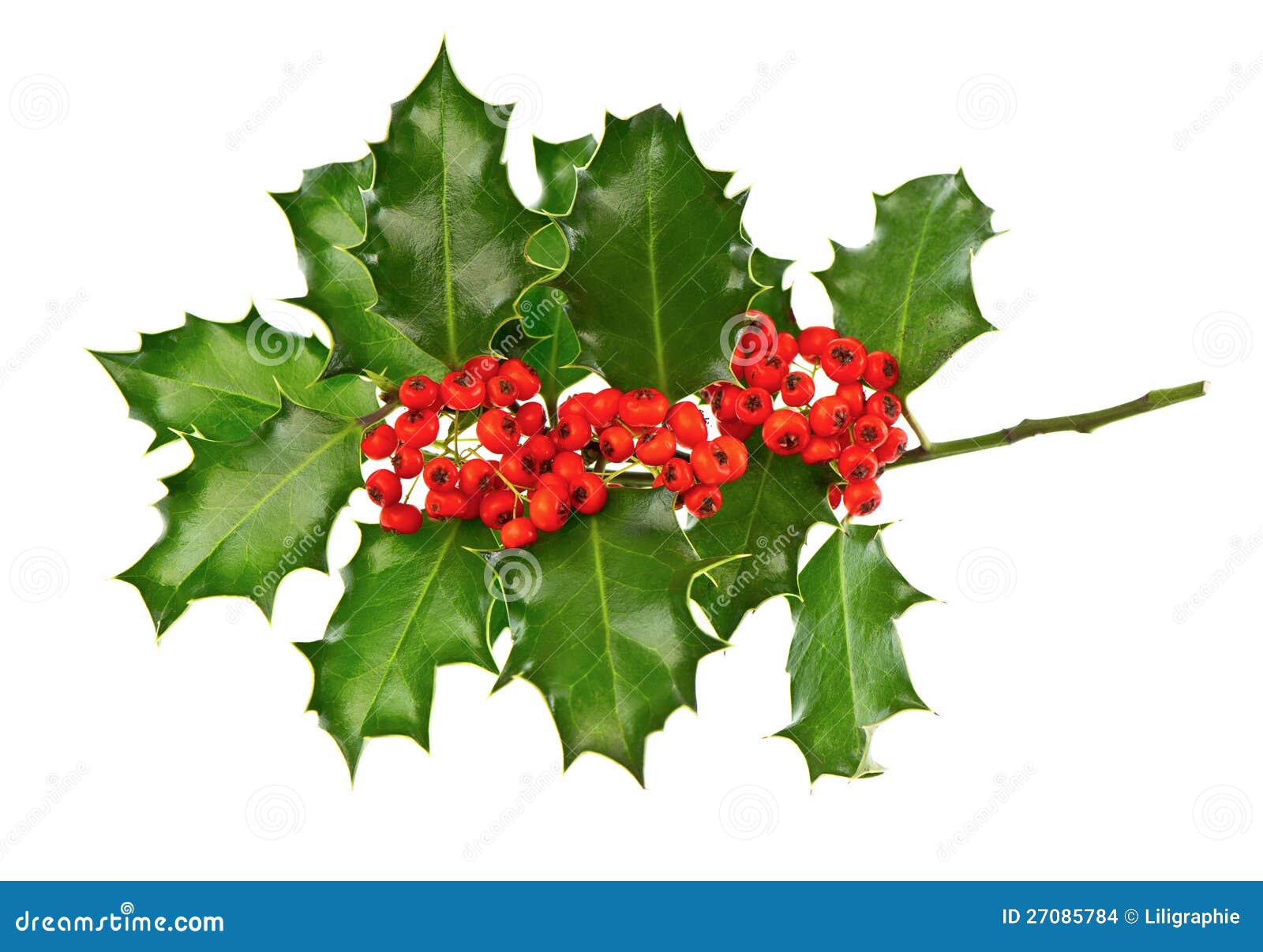Christmas Decoration Holly with Red Berries Stock Photo - Image of ...