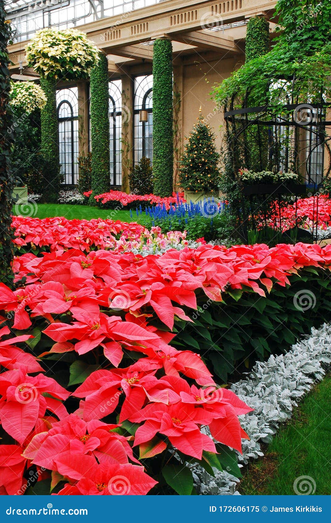 A Christmas Display of Poinsettias Editorial Image - Image of formal ...